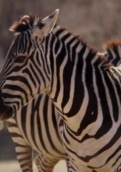 Watch Deep Time History S01:E01 - The Rise of Civili - Free TV Shows | Tubi