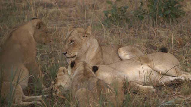 Watch The Lion Queen S02:E02 - Natacha: Arrival - Free TV Shows | Tubi