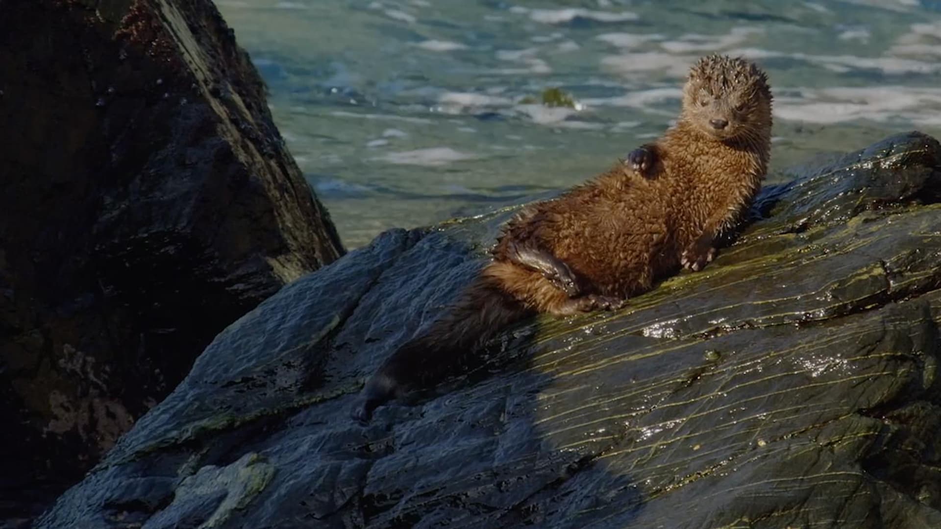 Watch Chile: Un Viaje Salvaje - Free TV Shows | Tubi