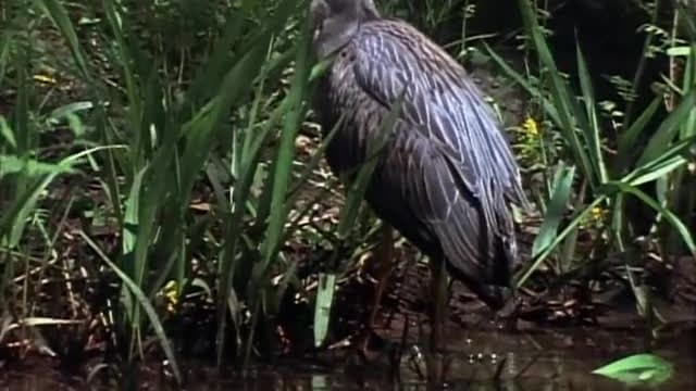 Watch Wild America S07:E706 - Swamp Critters - Free TV Shows | Tubi