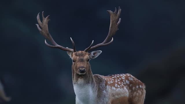 Watch Man Eats Wild - Free TV Shows | Tubi