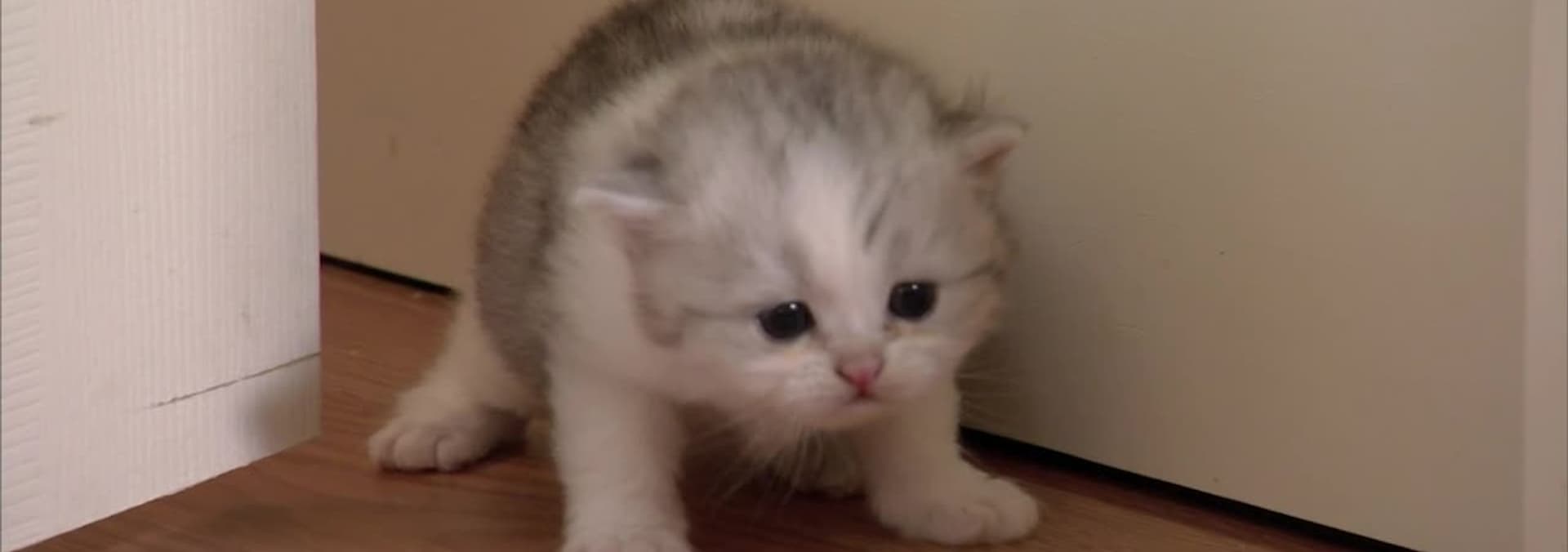 Watch Too Cute! S02:E12 - Mighty Munchkins - Free TV Shows | Tubi