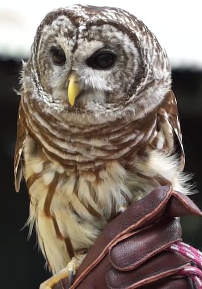 Watch Handyman Hal S02:E10 - Birds of Prey With Handyman Hal | Falcons ...