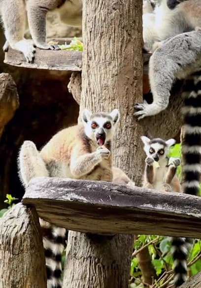 Watch Baby Animals in Our World S01:E03 - Zoo Babies - Free TV Shows | Tubi