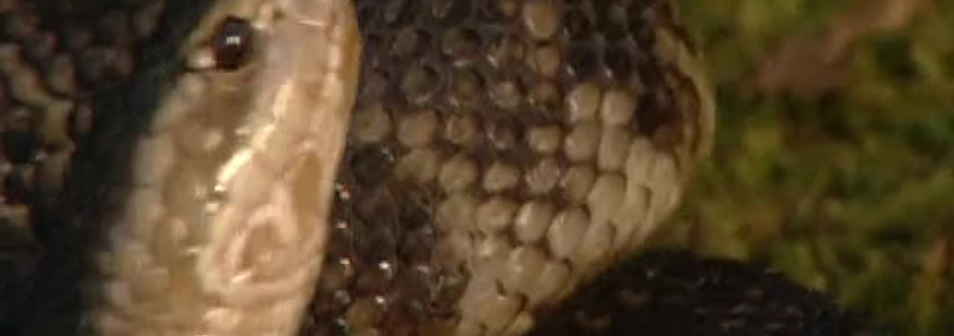 Watch Animal Miracles S01:E09 - Dixie And The Snake - Free TV Shows | Tubi