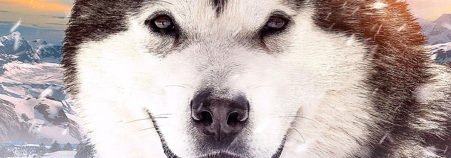 Watch The Great Alaskan Race (2019) - Free Movies | Tubi