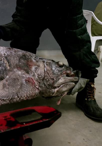 Watch The UnXplained S01:E03 - Strange Creatures - Free TV Shows | Tubi