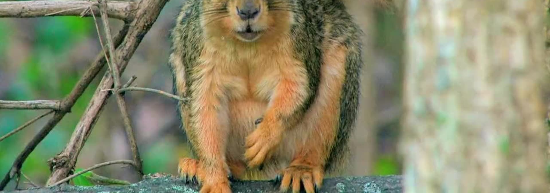 Watch How Do Animals Do That? S01:E08 - Space Bugs, Squirrel Mind Maps ...