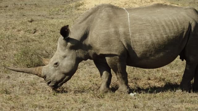 Watch Carter's W.A.R. S01:E01 - Rhino Wars - Free TV Shows | Tubi