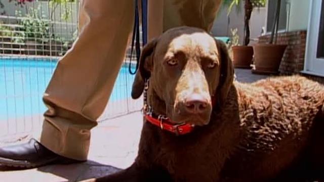 Watch Dog Whisperer with Cesar Millan - Free TV Shows | Tubi