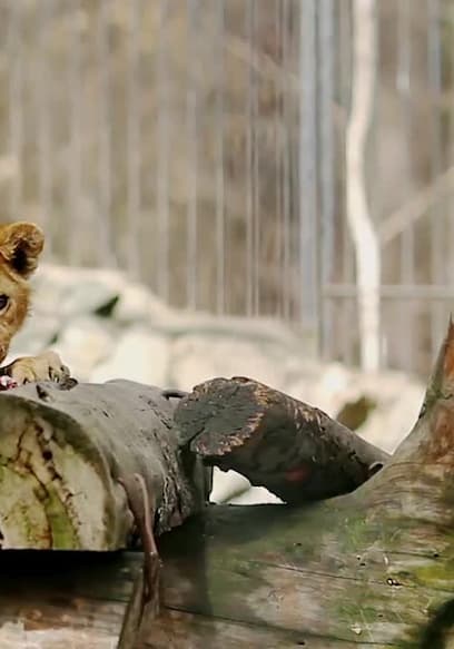 Watch Baby Animals in Our World S01:E10 - Even More Zoo Babies - Free ...