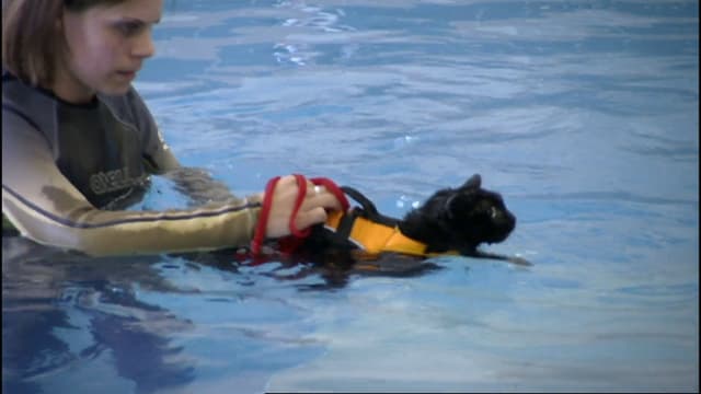 Watch The Bionic Vet - Free TV Shows | Tubi