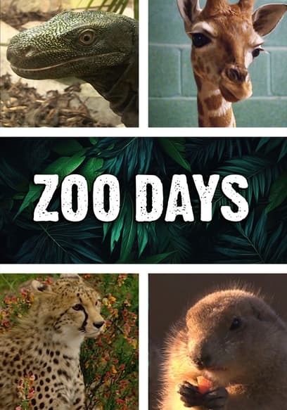 Watch Zoo Days - Free TV Shows | Tubi