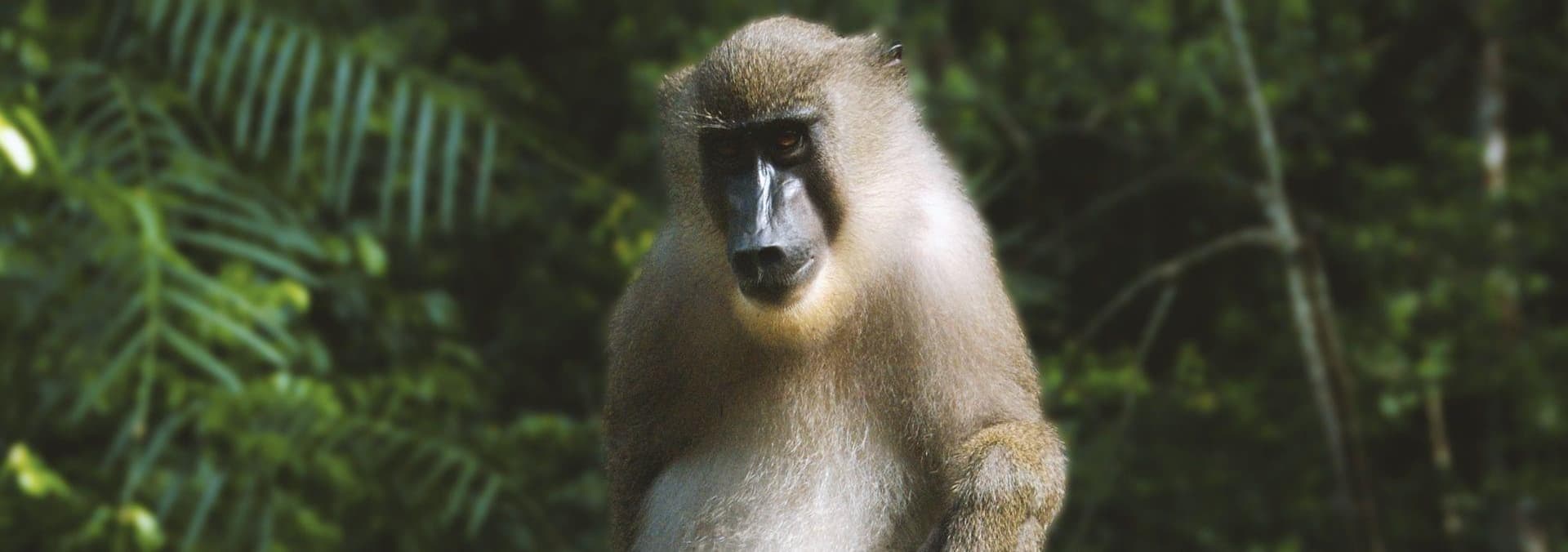 Watch Monkey Mayhem (2020) - Free Movies | Tubi