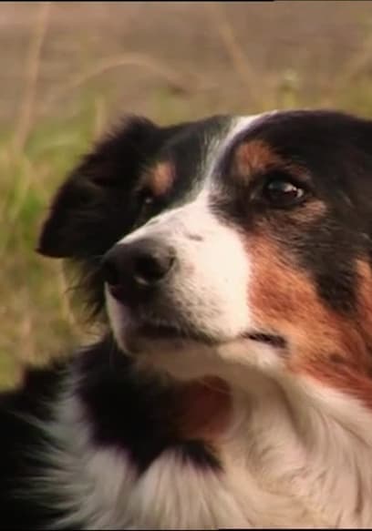 Watch Mist Sheepdog Tales S01:E07 - Fern's Forte - Free TV Shows | Tubi