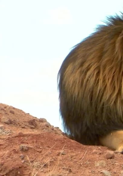 Watch Animal Atlas S04:E17 - The Wild Life: Life's a - Free TV Shows | Tubi