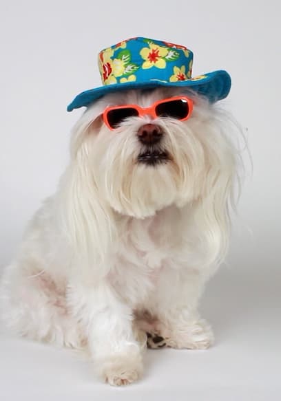 Watch Pets S01:E01 - Episode 1 - Free TV Shows | Tubi