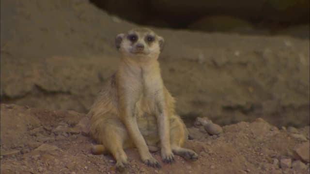 Watch Animal Atlas S03:E01 - Meet the Gibbons: The Lesser Apes? - Free ...