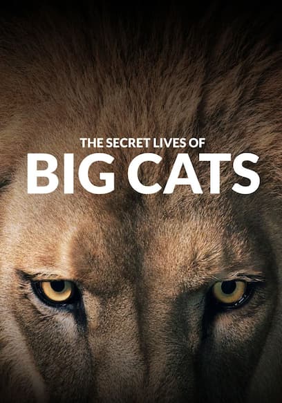 Watch The Secret Lives of Big Cats - Free TV Shows | Tubi Watch The Secret Lives of Big Cats - Free TV Shows | Tubi