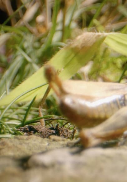 Watch Planet Insect S01:E02 - Part Two: The Next Gen - Free TV Shows | Tubi