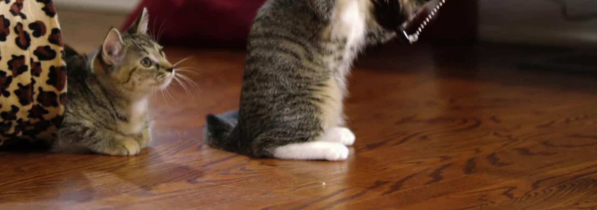 Watch Too Cute! S02:E11 - Kitten Beauties - Free TV Shows | Tubi