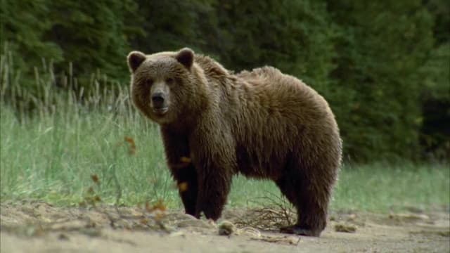 Watch My Animal Friends S01:E06 - Butterfly - Free TV Shows | Tubi