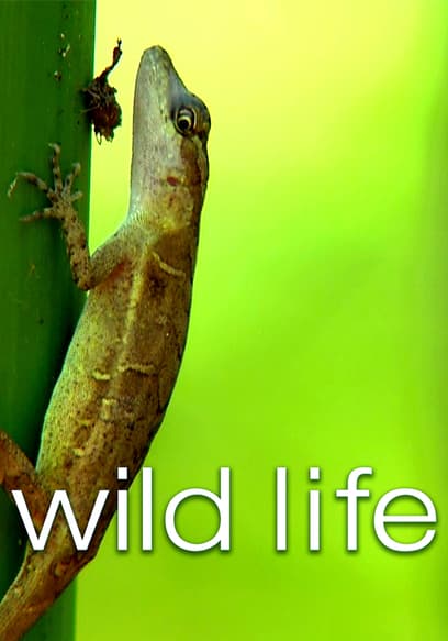 Watch Wild Life - Free TV Shows | Tubi