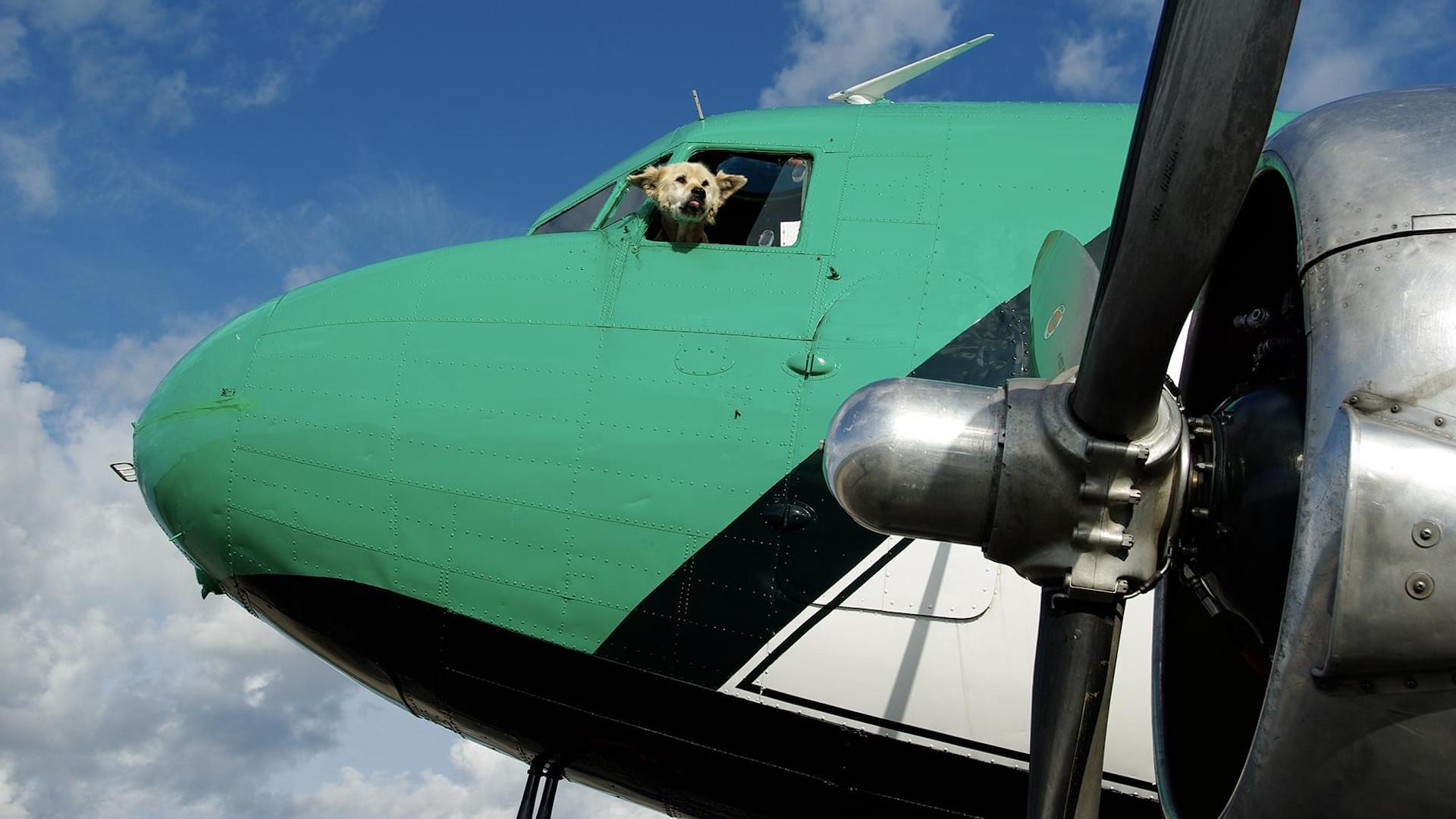 Watch Ice Pilots Pilotos Del Ártico (Español) Season 4 - Free TV Shows ...