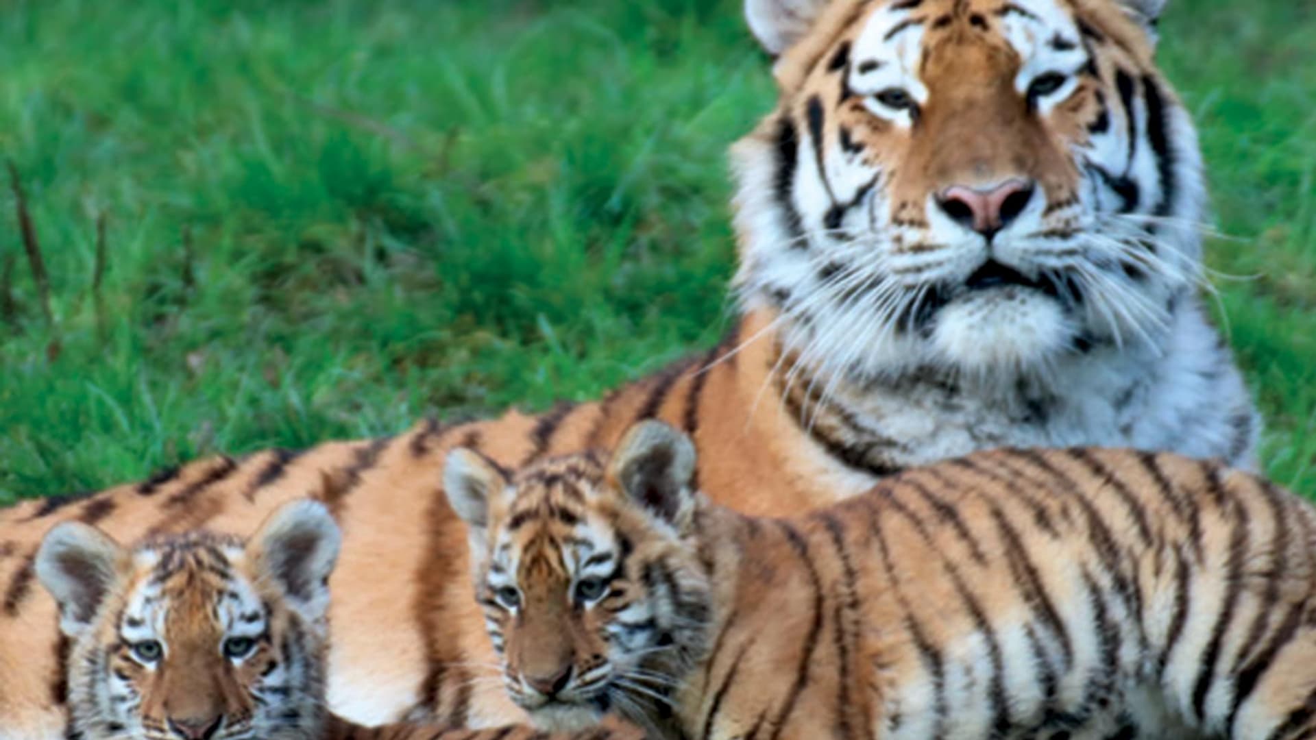 Watch The Zoo S08:E07 - Episode 7 - Free TV Shows | Tubi