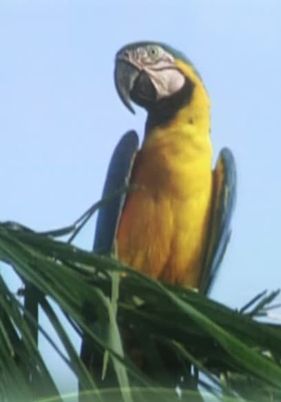 Watch The WotWots S01:E24 - Copy Copy Wotty - Free TV Shows | Tubi