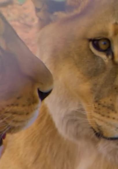 Watch Animal Atlas S03:E05 - Animal Passport: Africa - Free TV Shows | Tubi