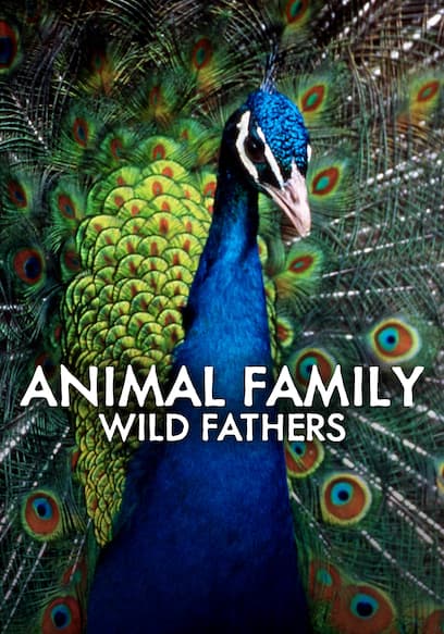 Watch Animal Family: Wild Fathers (1996) - Free Movies | Tubi