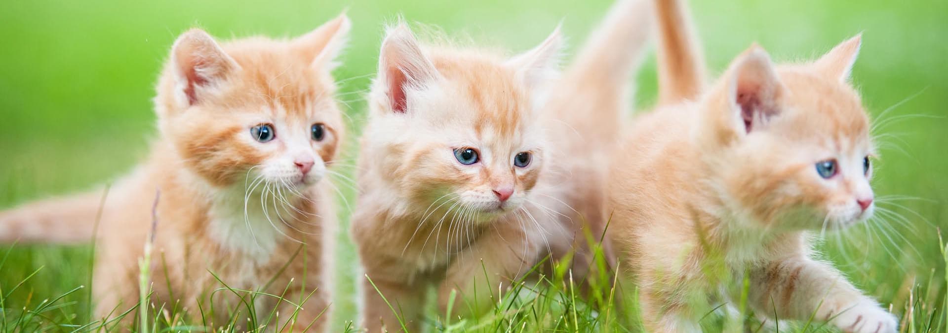 Watch Animal ABC's (2005) - Free Movies | Tubi