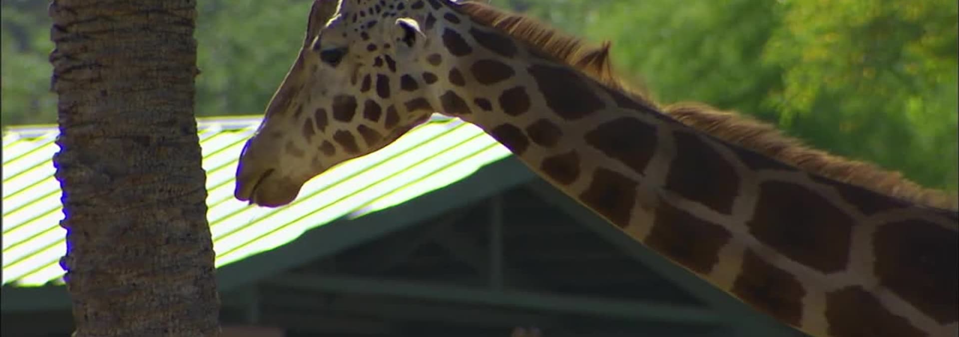 Watch Animal Atlas S04:E11 - Variety Show!: The Greatest Mysteries of ...