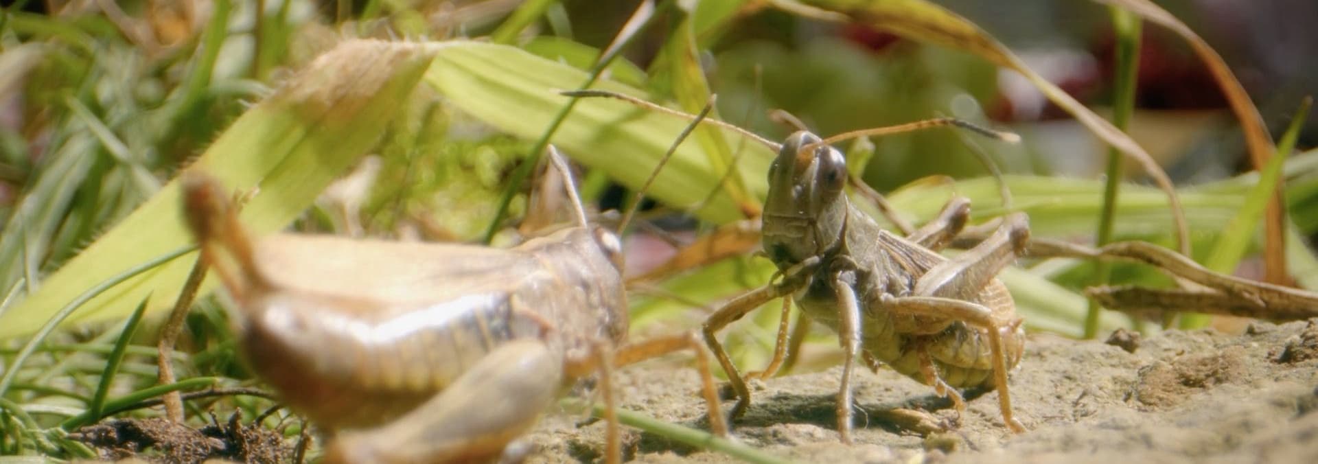 Watch Planet Insect S01:E02 - Part Two: The Next Generation - Free TV ...