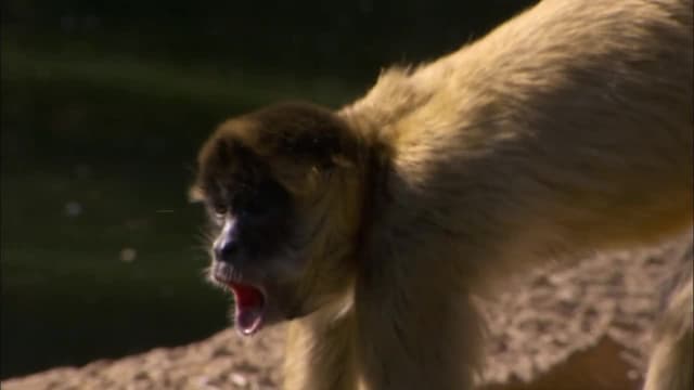 Watch Animal Atlas S03:E01 - Meet the Gibbons: The Lesser Apes? - Free ...