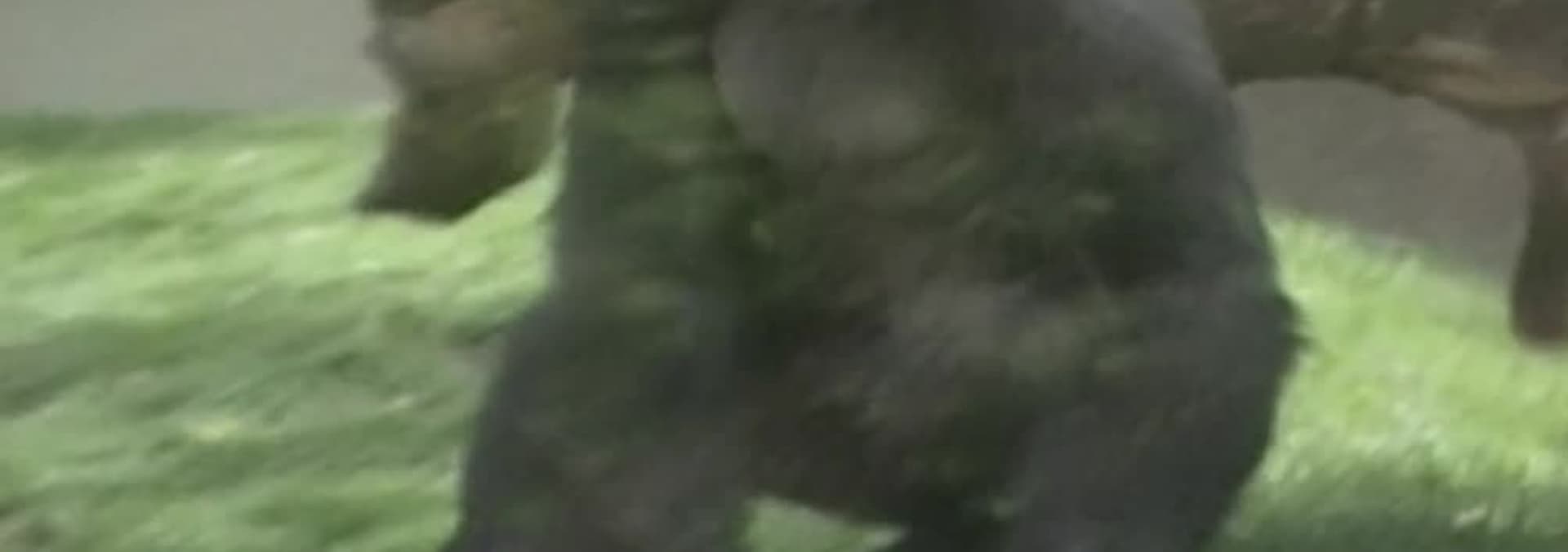 Watch Whacked Out Videos S01:E09 - Episode 9 - Free TV Shows | Tubi