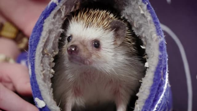 Watch Embarrassing Pets S01:E18 - Episode 18 - Free TV Shows | Tubi