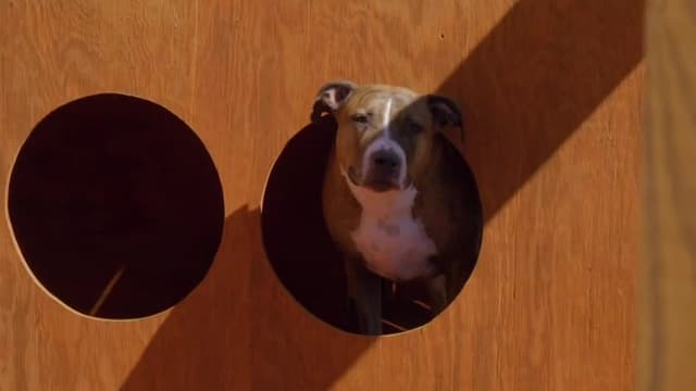 Watch Animal Cribs - Free TV Shows | Tubi
