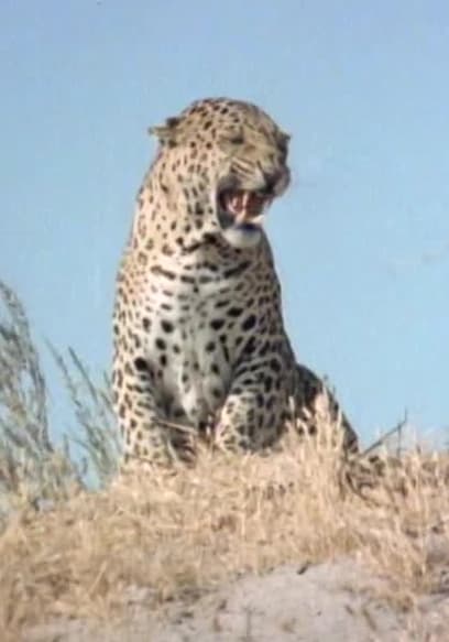 Watch Daktari S04:E07 - A Man's Man - Free TV Shows | Tubi