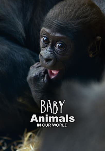 Watch Baby Animals in Our World S01:E03 - Zoo Babies - Free TV Shows | Tubi