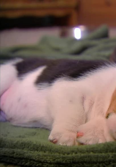 Watch Too Cute! S02:E15 - Puppy Power - Free TV Shows | Tubi