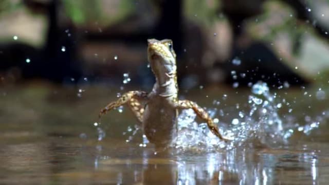 Watch How Do Animals Do That? - Free TV Shows | Tubi