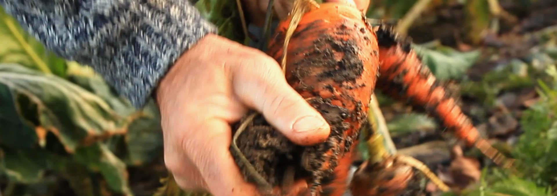 Watch The Food Cure (2018) - Free Movies | Tubi