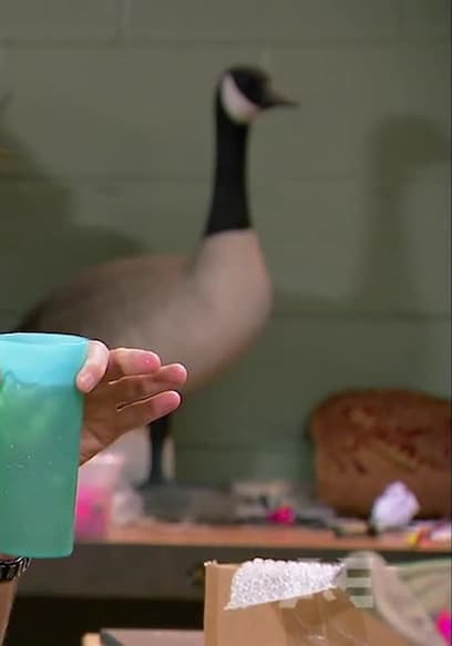 Watch Duck Dynasty S04:E09 - Going Si-Ral - Free TV Shows | Tubi