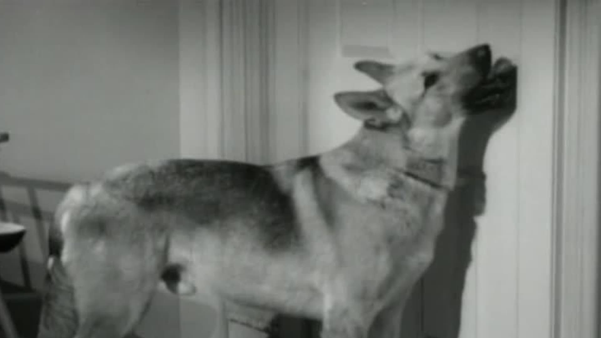 Watch The Son of Rusty (1947) - Free Movies | Tubi