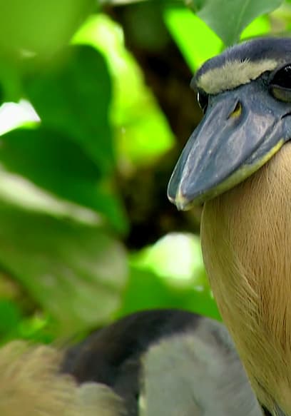 Watch Wild Life S01:E01 - The Great Bridge - Free TV Shows | Tubi