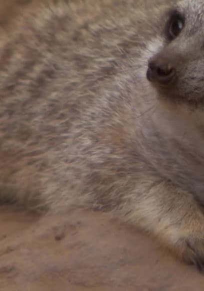 Watch Zoo Clues S03:E13 - Mischievous Mammals - Free TV Shows | Tubi