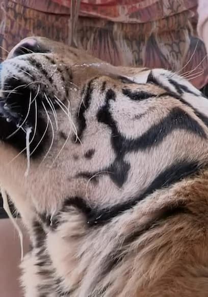 Watch Preposterous Pets S01:E04 - Poodles and Cuddly Tarantulas - Free ...