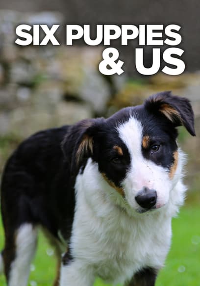Watch Six Puppies & Us - Free TV Shows | Tubi